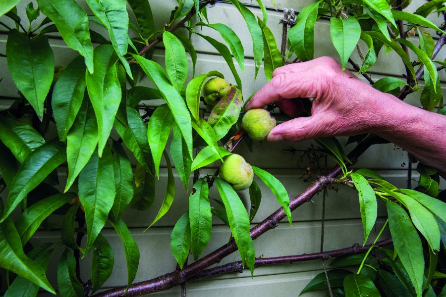 Your July gardening checklist - Platinum